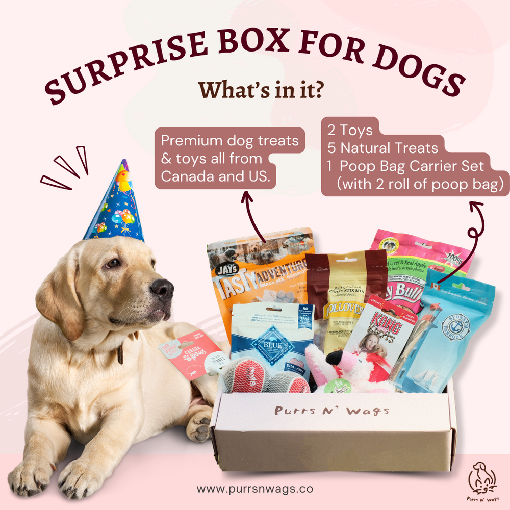 Dogs Surprise Box – Purrs N' Wags